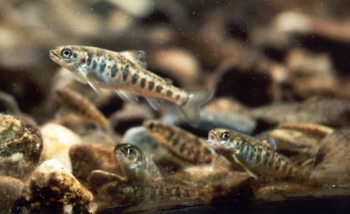 Michigan Atlantic Salmon Stocking - Great Lakes of North America